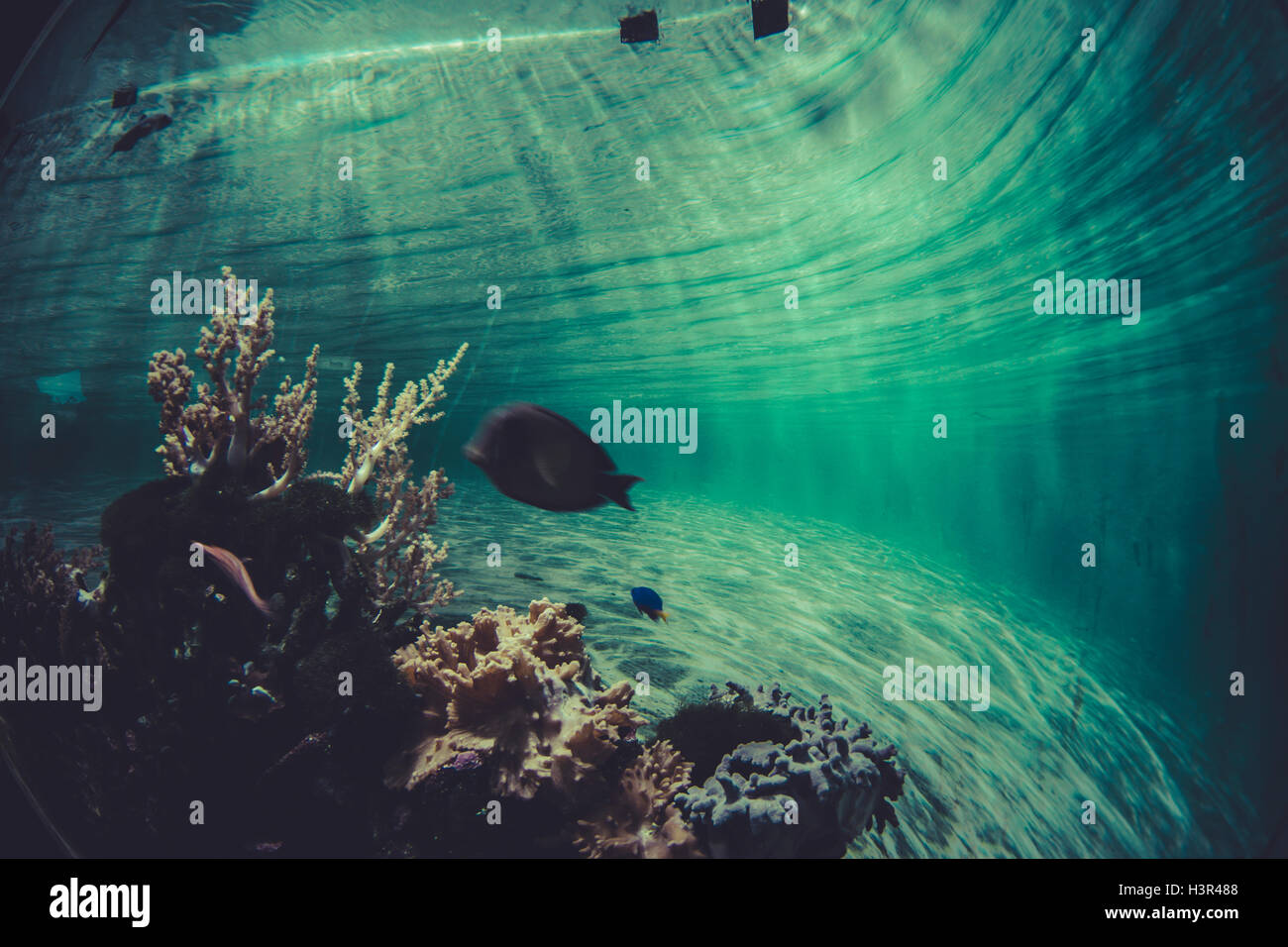 environment, small coral reef ecosystem Stock Photo - Alamy
