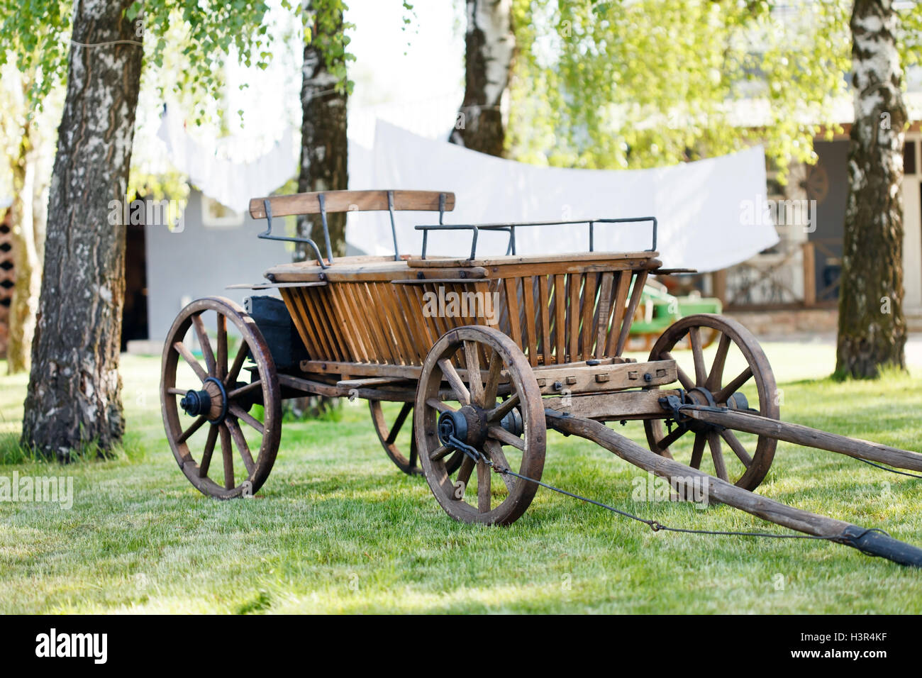 Primitive cattle hi-res stock photography and images - Alamy