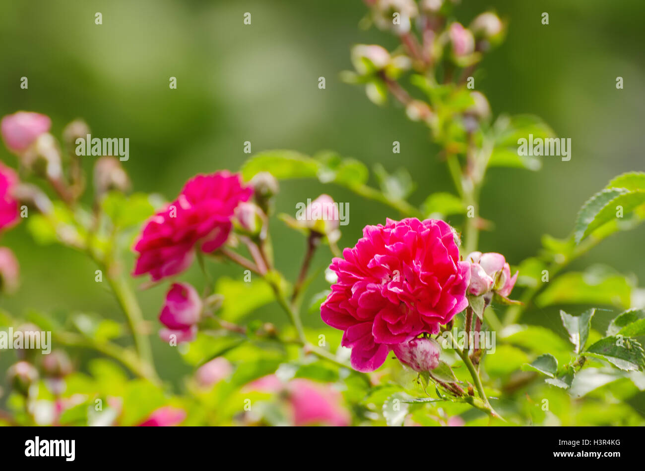 Red roses garden Stock Photo - Alamy