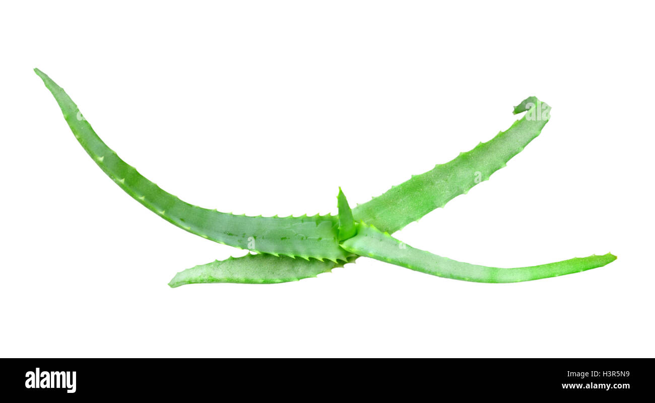 Branch of aloe Stock Photo - Alamy