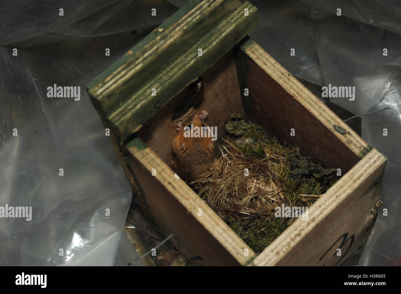 Dormouse in nesting box for monitoring purposes Stock Photo - Alamy