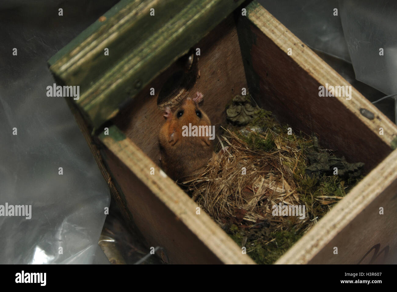 Dormouse in nesting box for monitoring purposes Stock Photo - Alamy