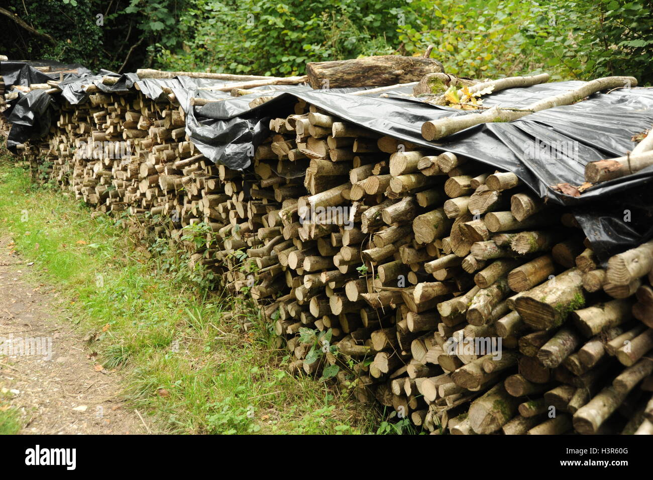 Log Pile from coppiced hazel Stock Photo - Alamy