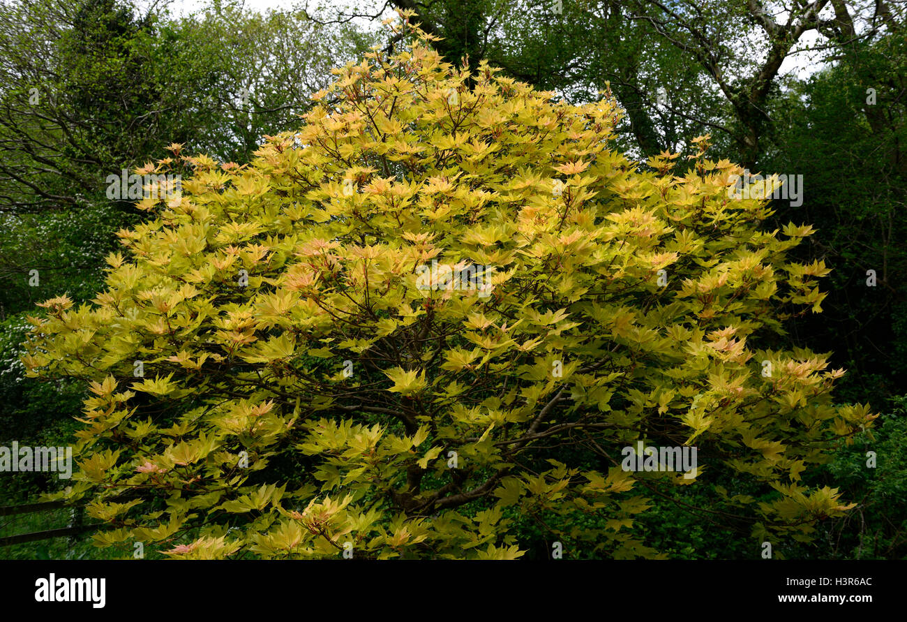 Pink acer tree hi-res stock photography and images - Alamy