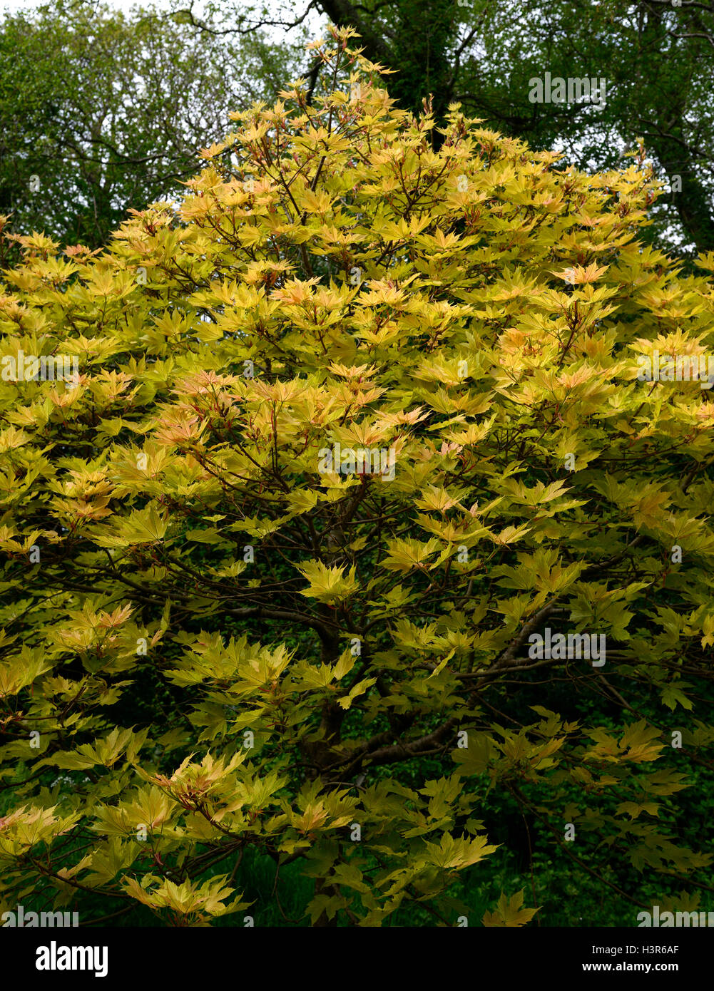 acer pseudoplatanus brilliantissimum pink sycamore acers tree trees ...