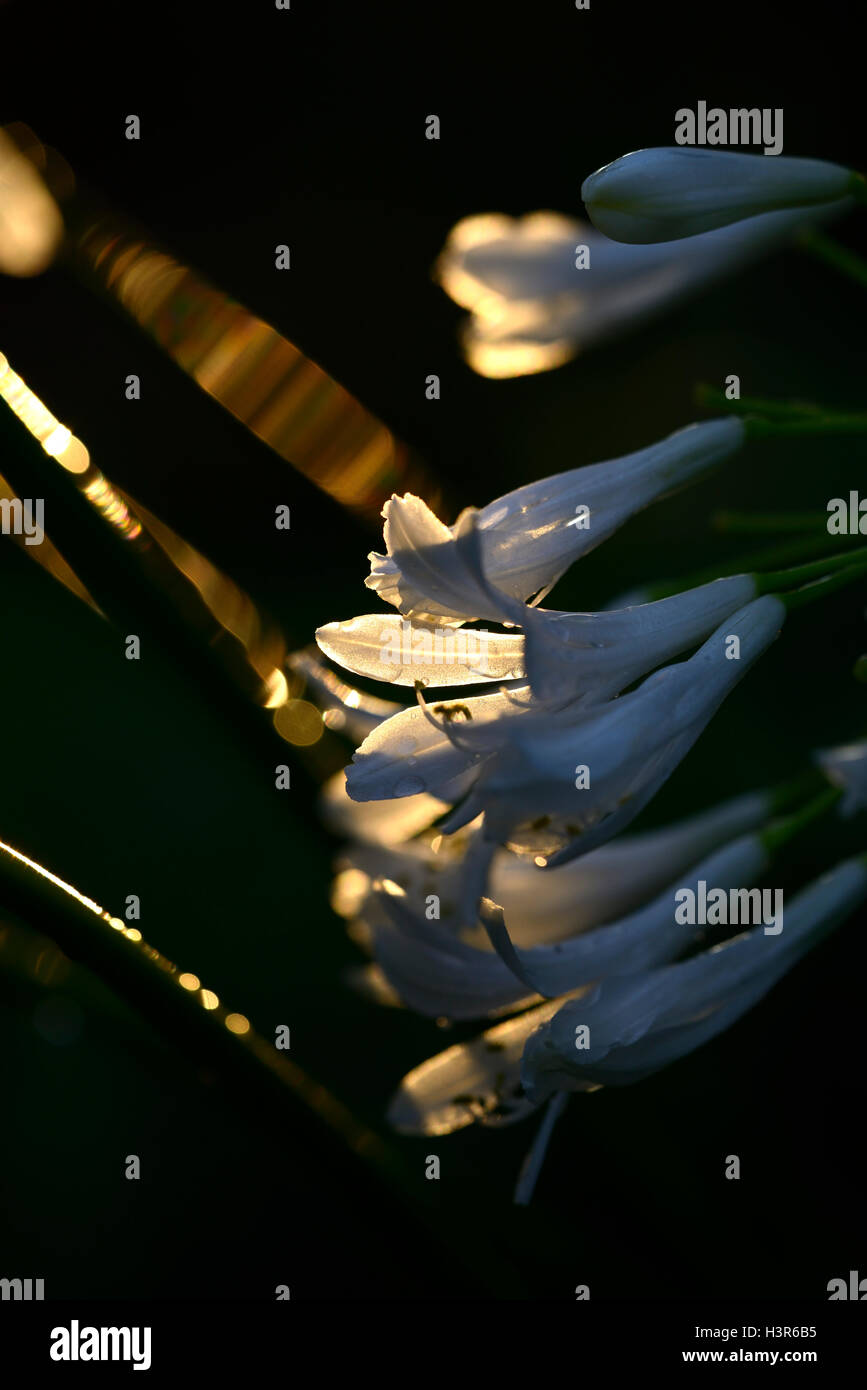 white agapanthus flowers backlit backlighting sunset glow glowing ...