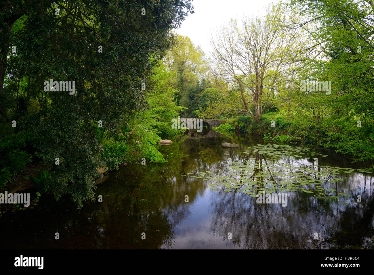 Altamont gardens Carlow lake bridge pond lily spring leaves foliage ...