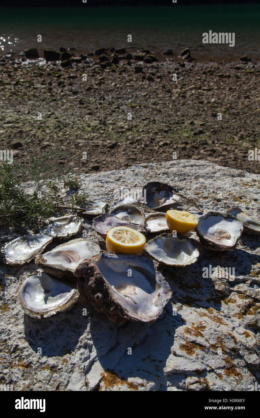 Opened empty oyster shells on sea coast Stock Photo - Alamy