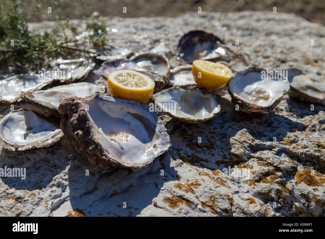 Opened empty oyster shells on sea coast Stock Photo - Alamy