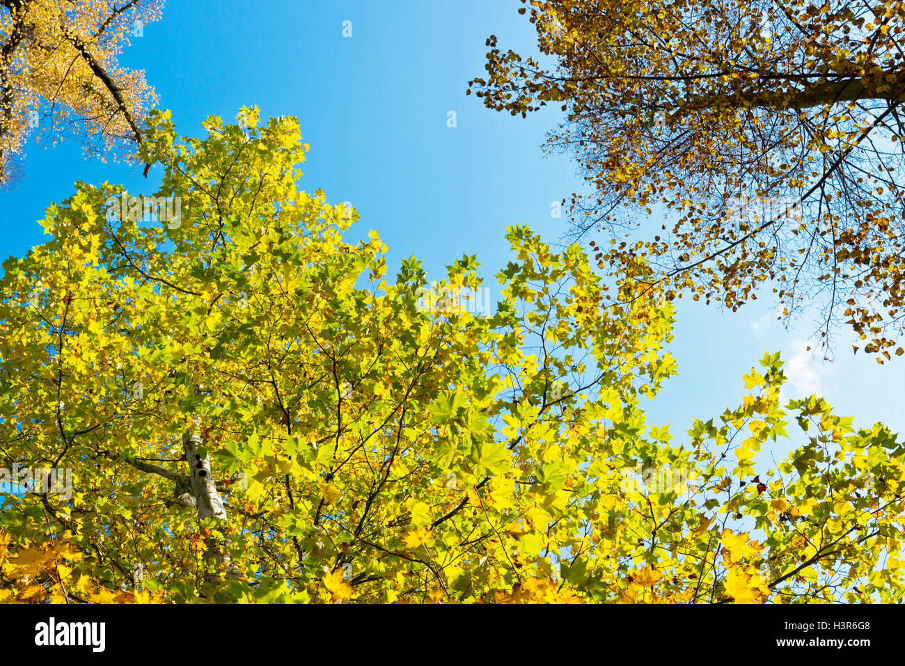 a autumn scenery with trees and sky Stock Photo - Alamy