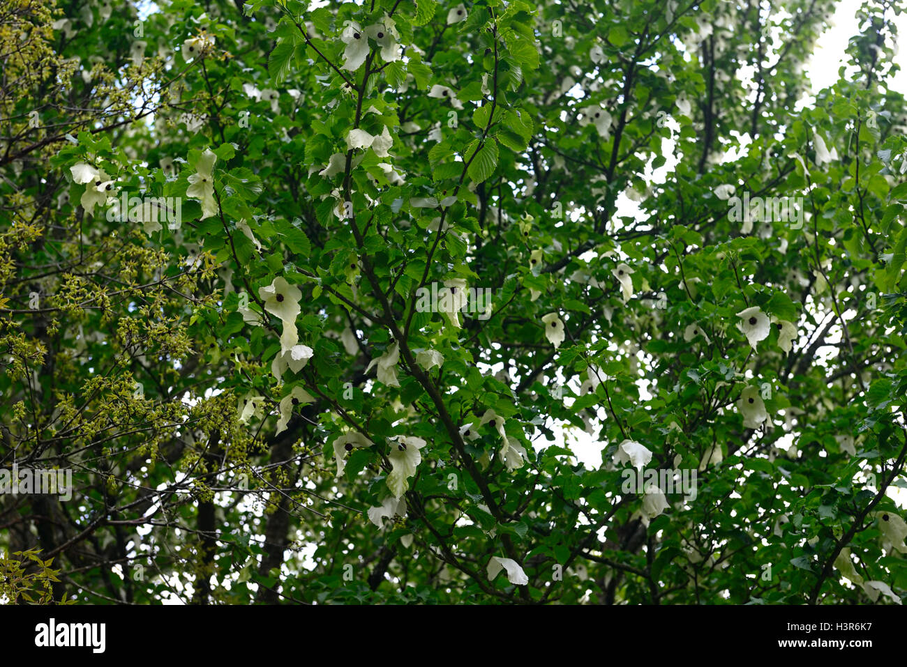Davidia involucrata white flowers flowering trees handkerchief tree ...