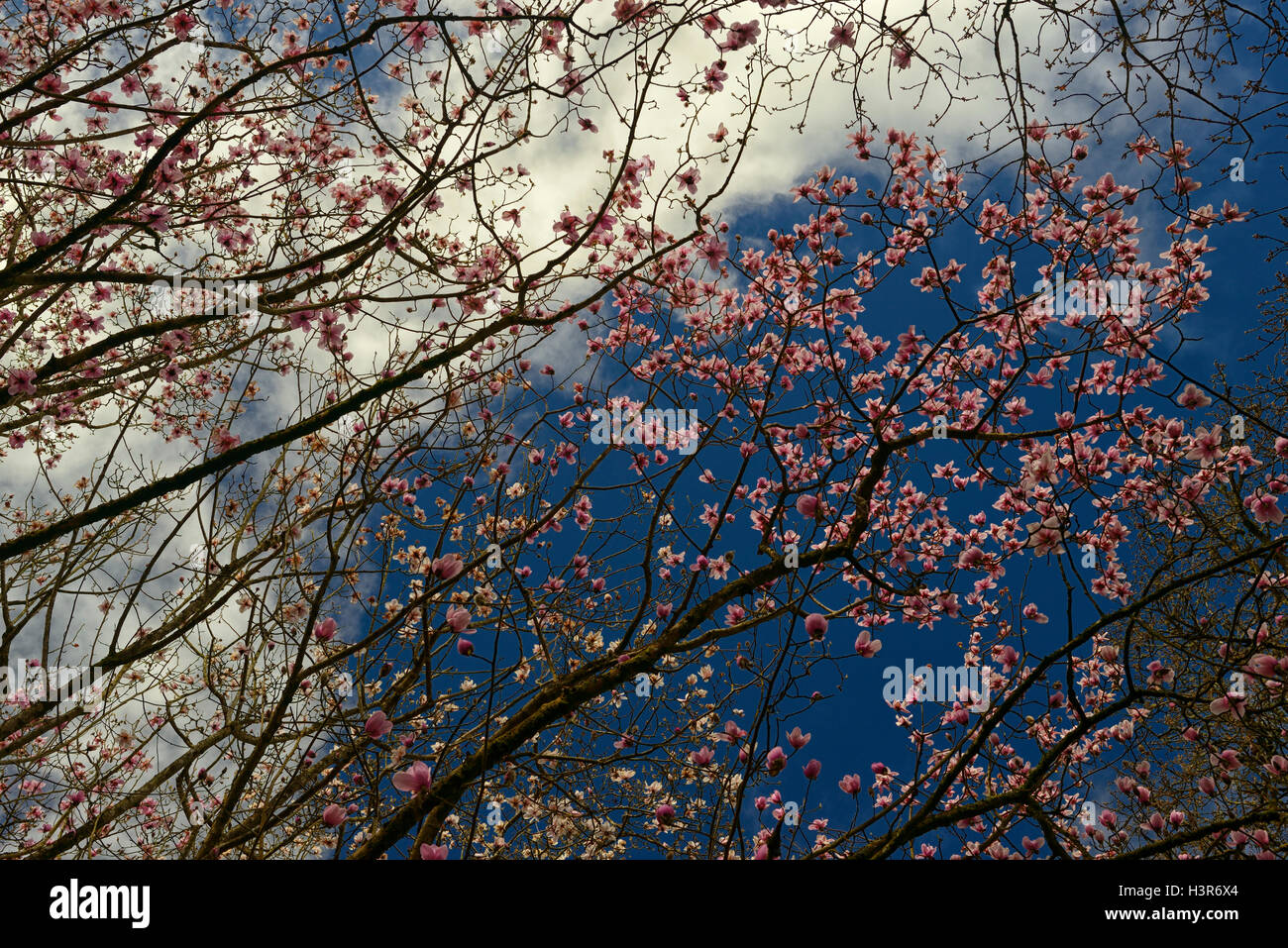 Canopy of flowers hi-res stock photography and images - Alamy