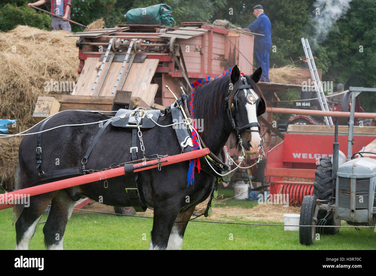 Shire horse and cart High Resolution Stock Photography and Images - Alamy