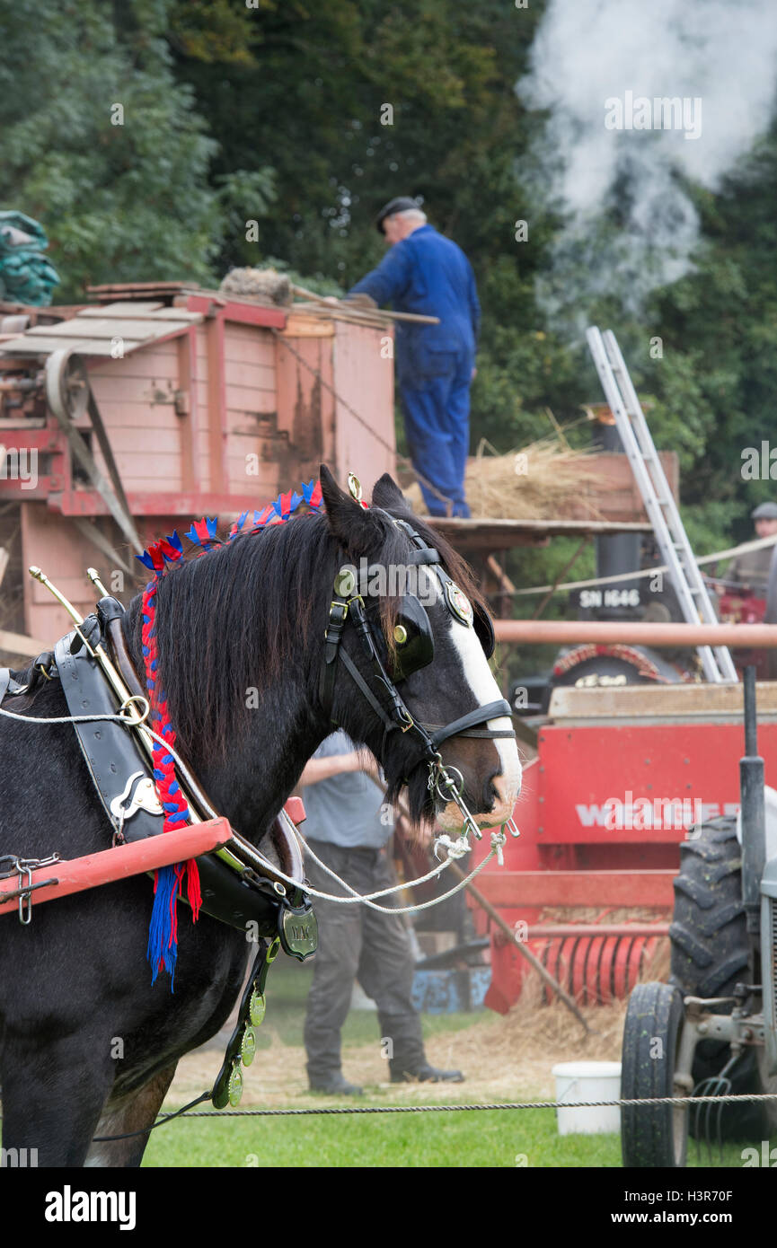Traditional shire horses hi-res stock photography and images - Alamy