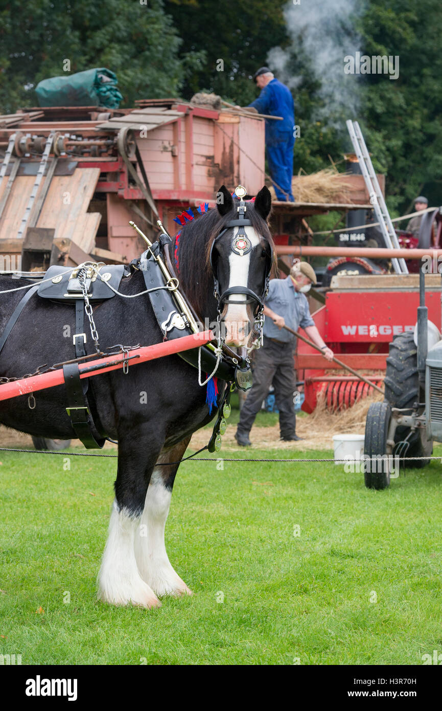 Shire horse in front of a threshing machine at Weald and Downland open ...