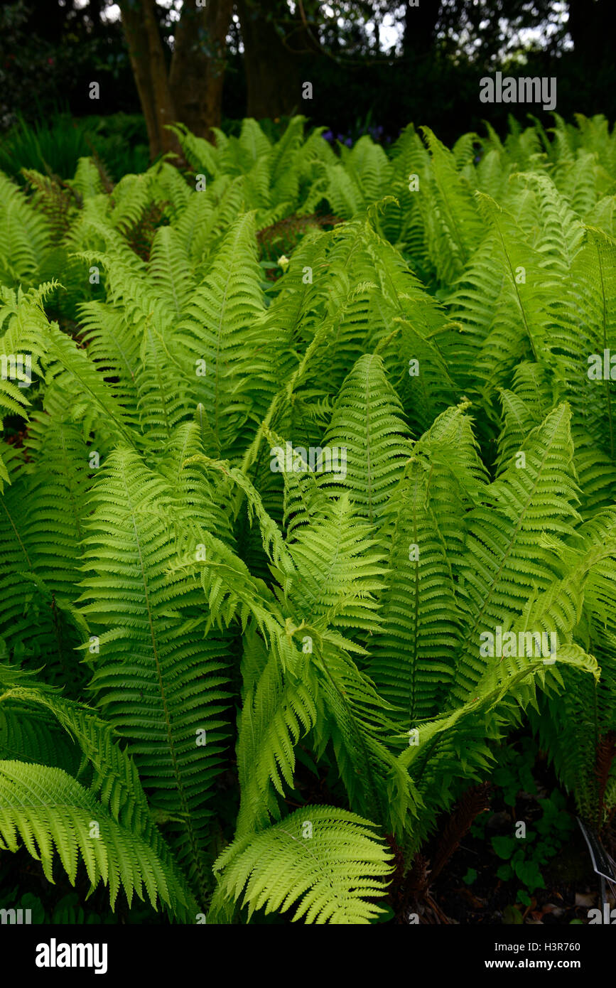Ostrich fern hi-res stock photography and images - Alamy