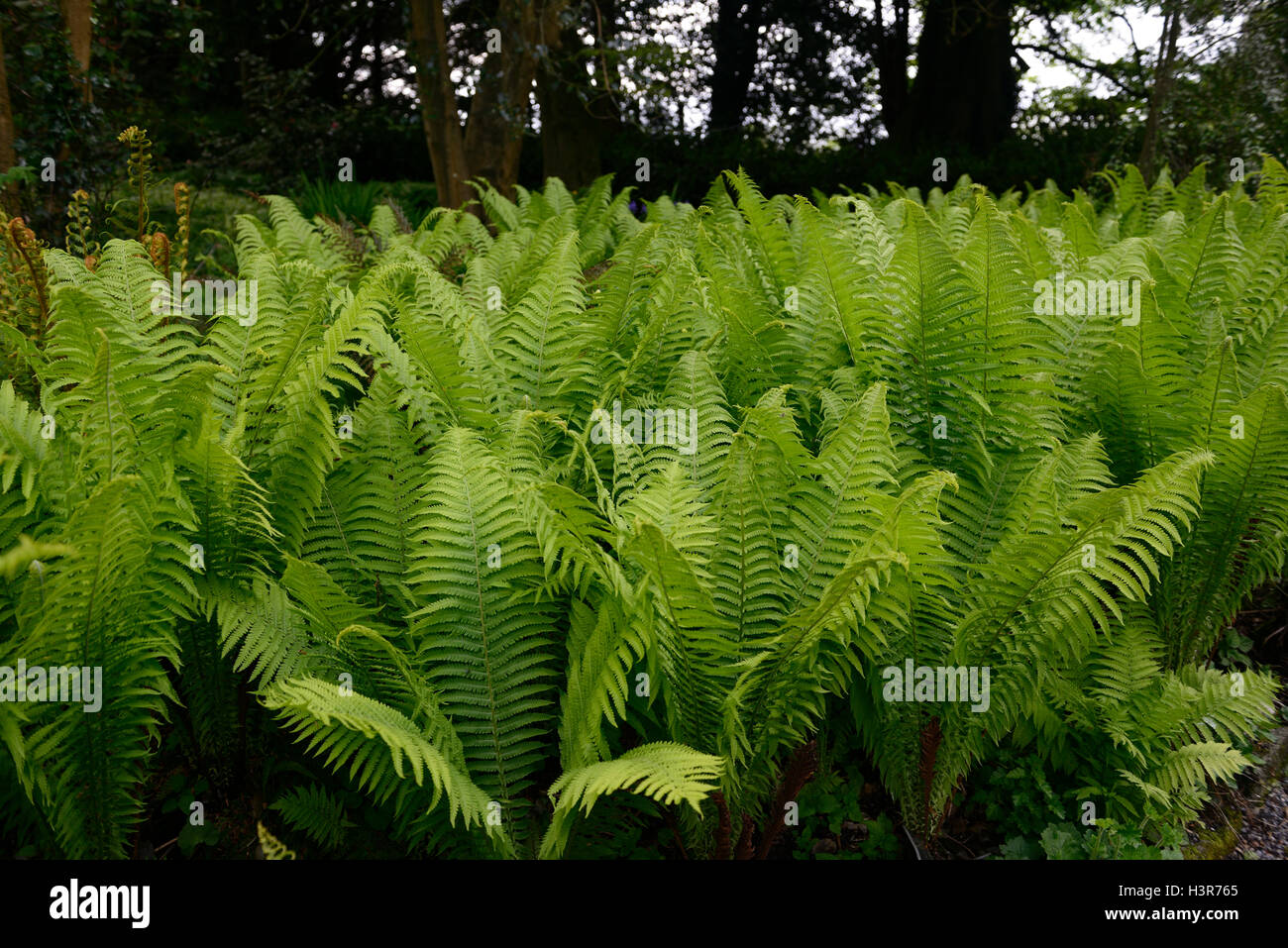 Matteuccia struthiopteris Shuttlecock ostrich fern ferns lime green ...