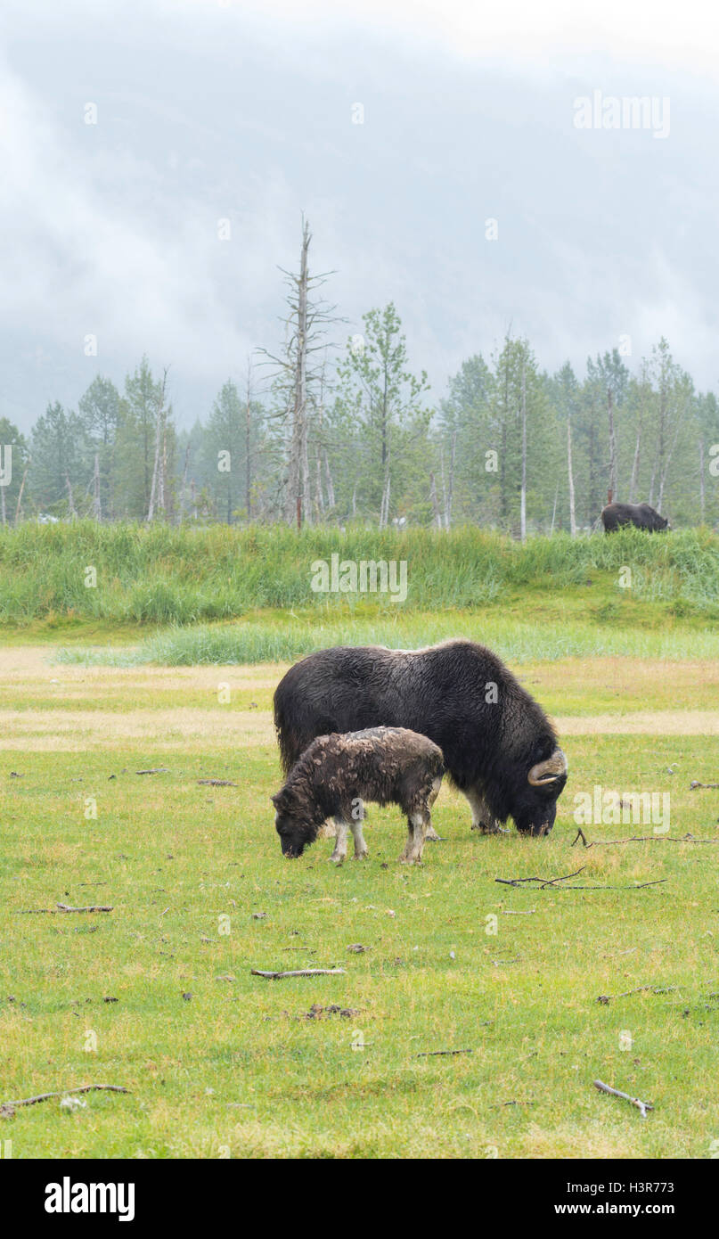 A musk ox and calf graze on grass at the Alaska Wildlife Conservation Center near Girdwood ...