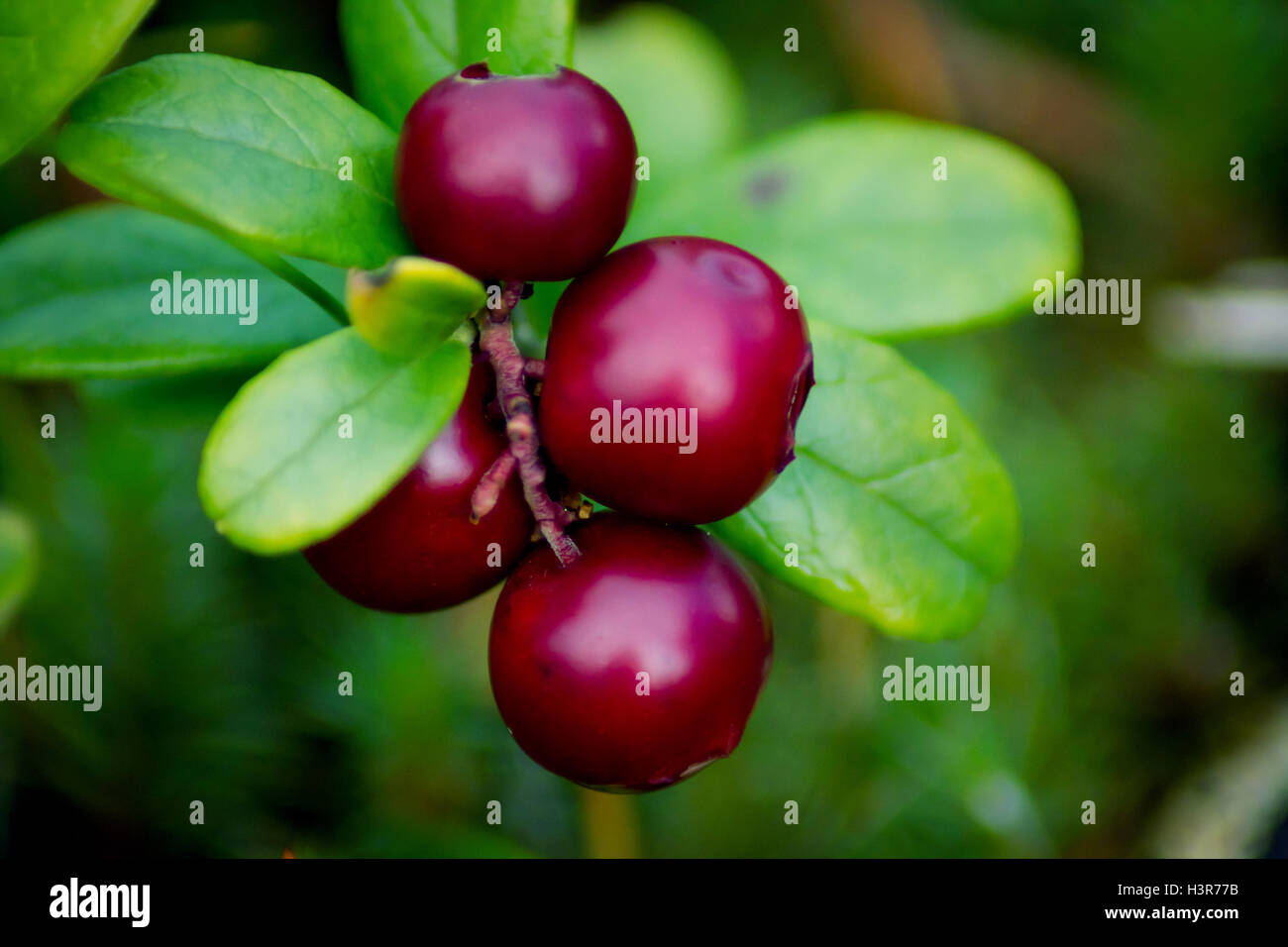Ripe berry of cowberry in the woods Stock Photo - Alamy