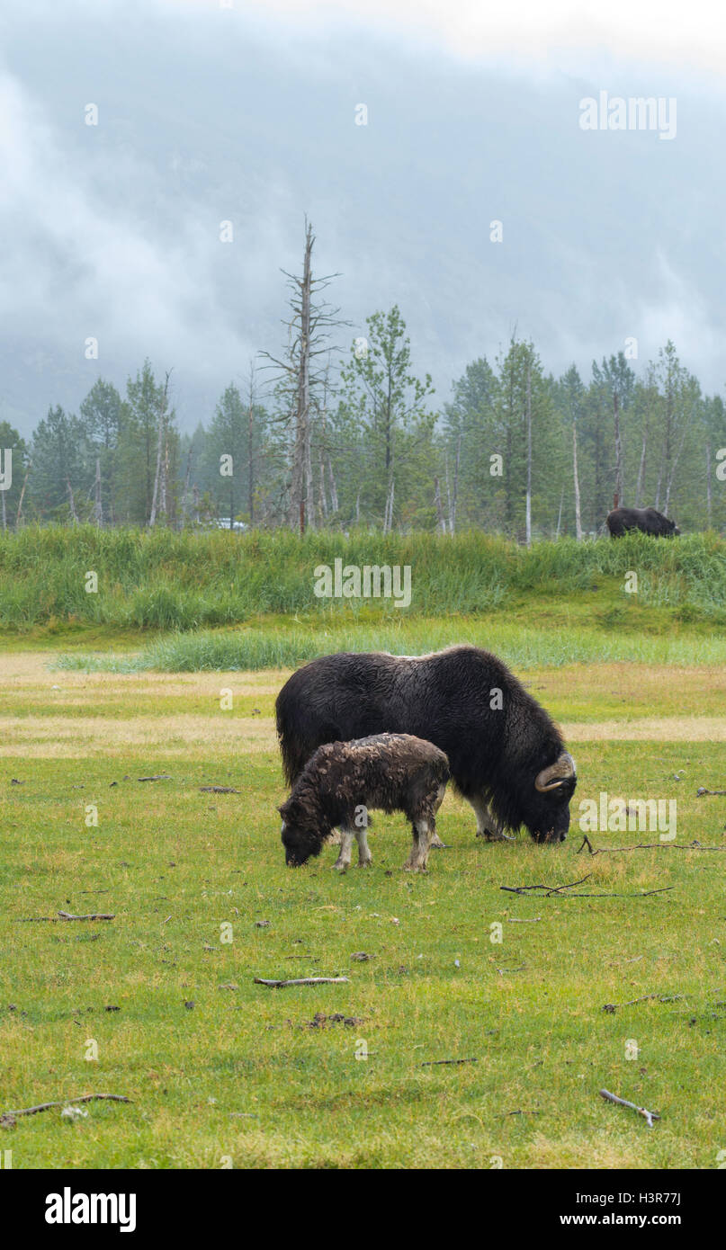 Calf tree calves on grass hi-res stock photography and images - Alamy