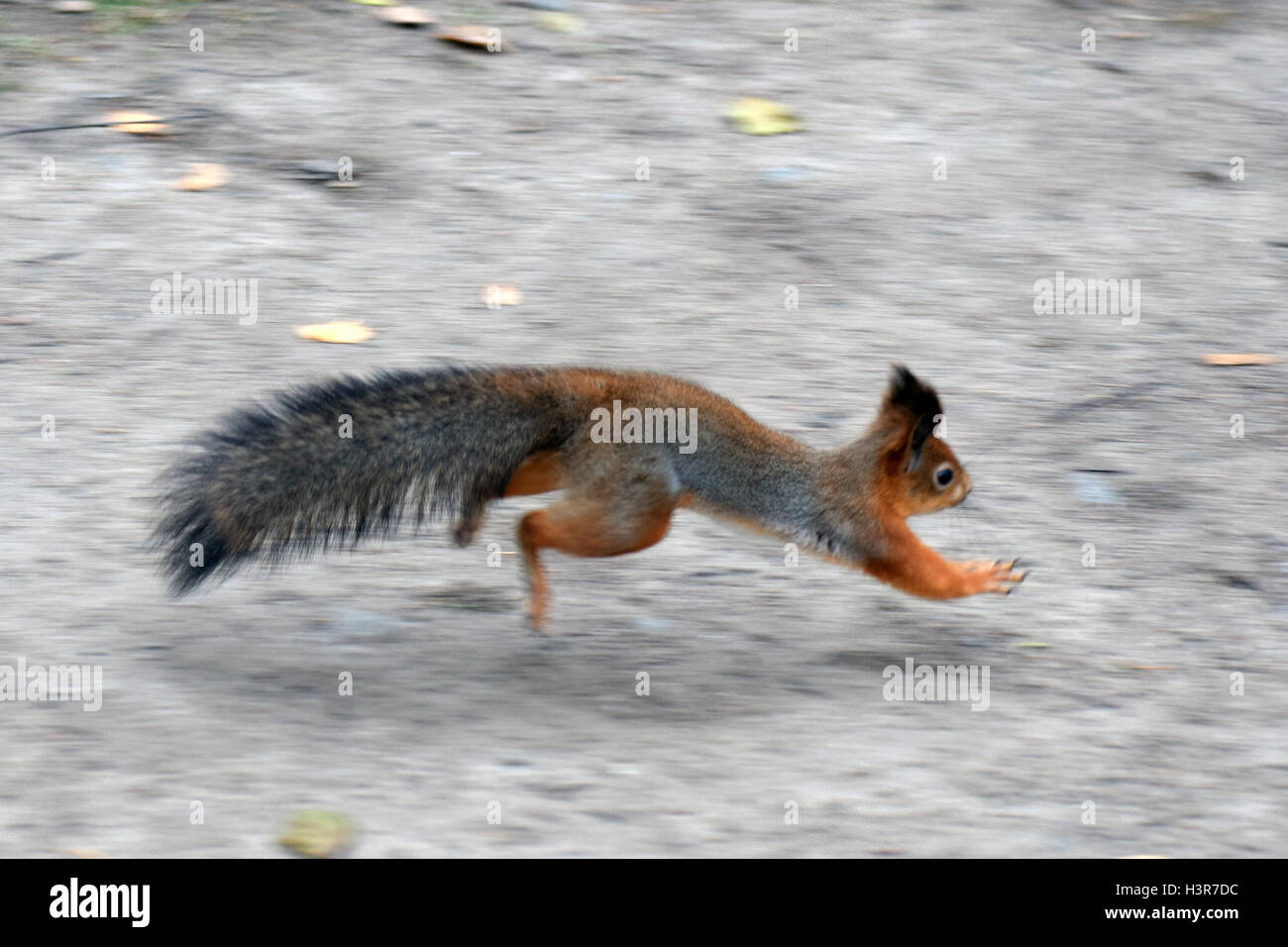Hurry furry. Red squirrel running on walkway Stock Photo - Alamy