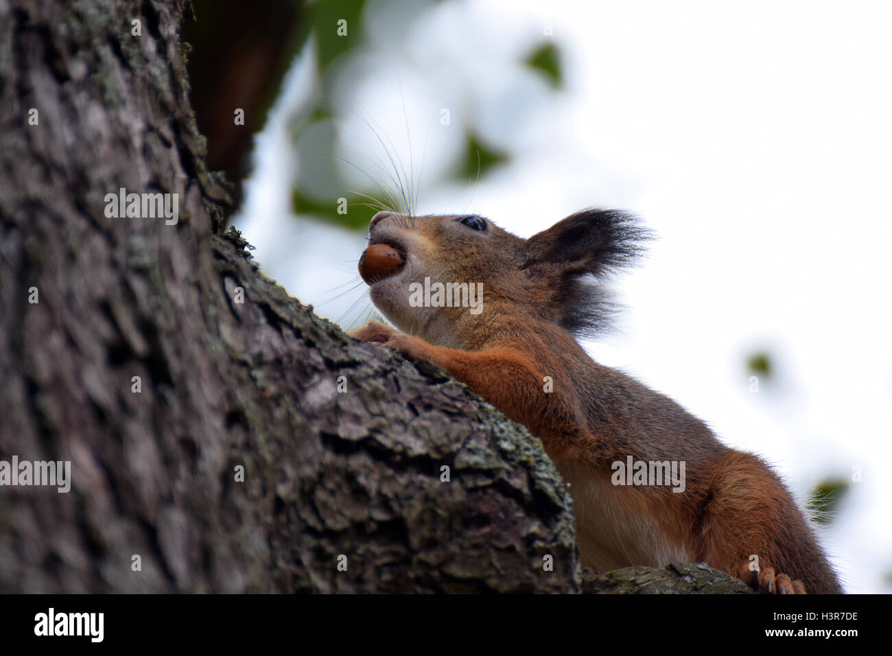 Squirrel with acorn hi-res stock photography and images - Alamy