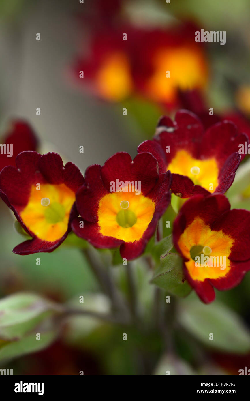 primula veris orange and yellow primrose primroses flower flowers ...