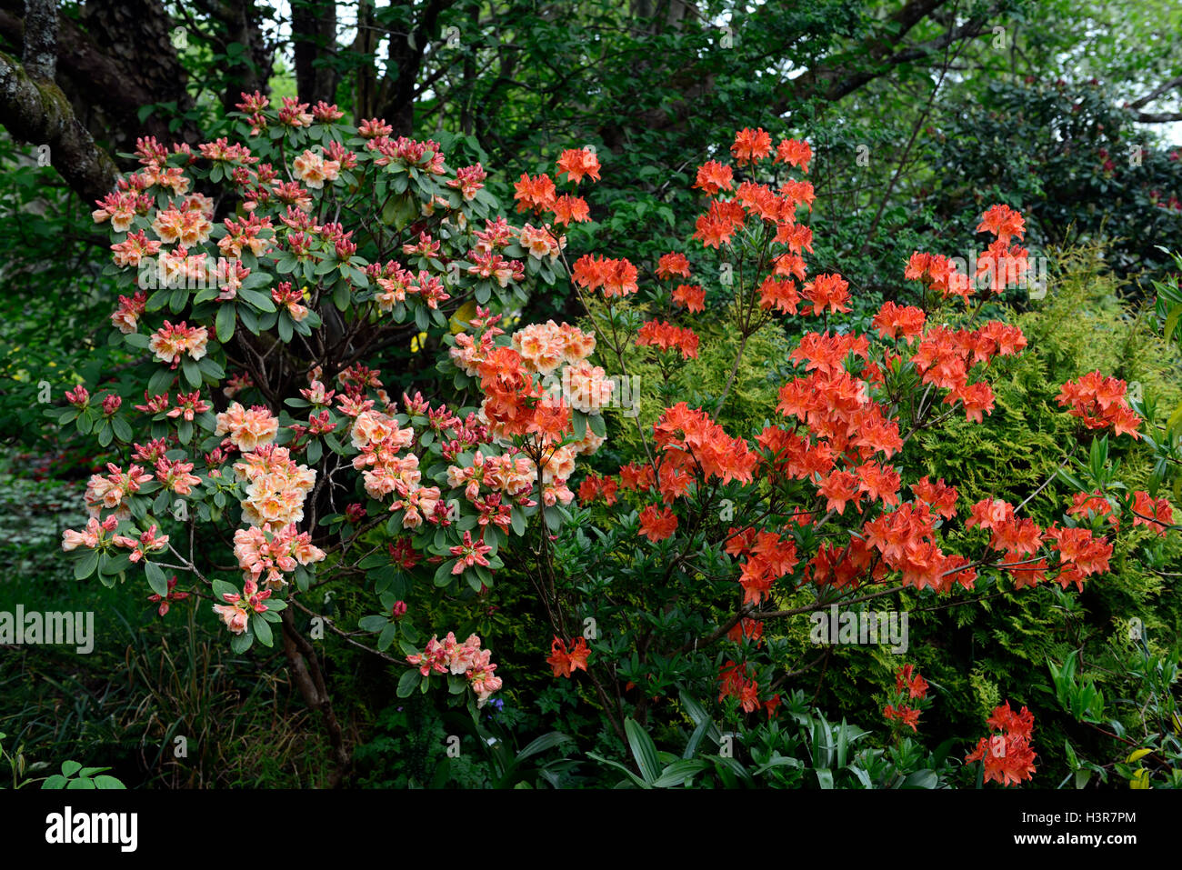 rhododendron orange flowers flowering shrub Altamont Gardens Carlow RM ...