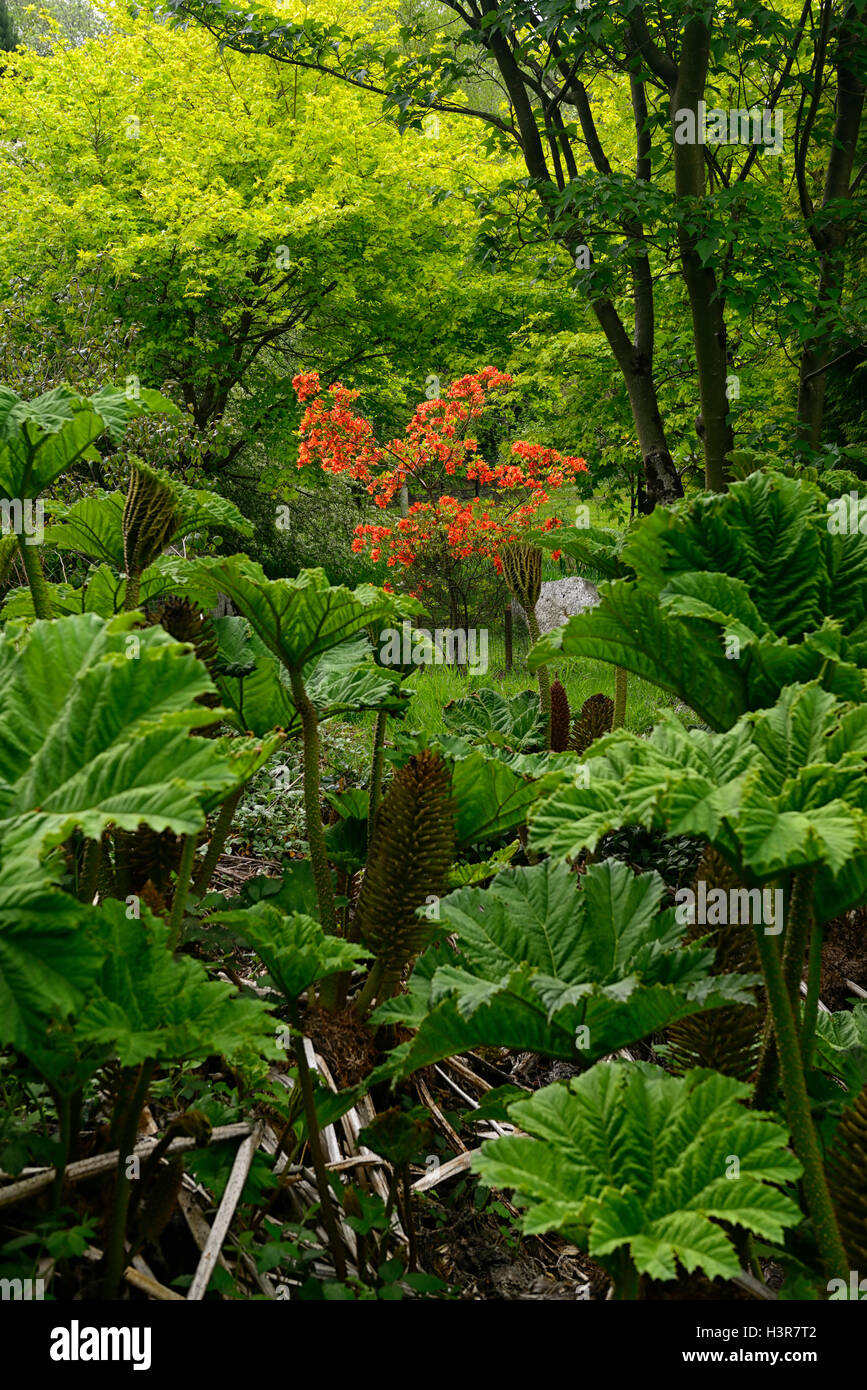 rhododendron orange flowers flowering shrub gunnera tinctoria Altamont ...