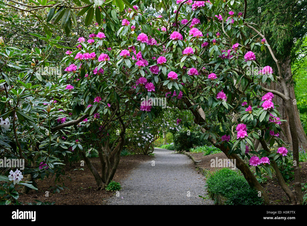 rhododendron pink tree trees shrubs flowers flowering shrub Altamont ...