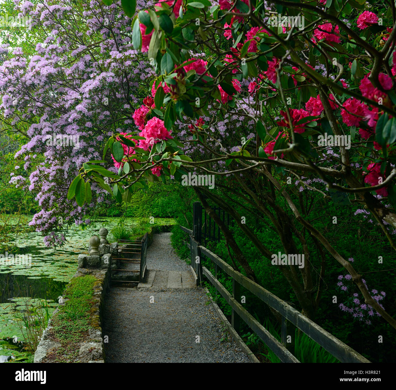 rhododendron triflorum cynthia tree trees shrubs pink blue flowers ...