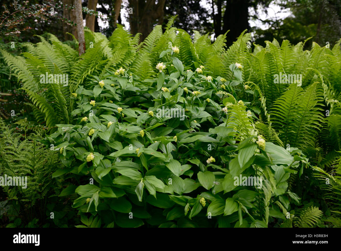 Smilacina racemosa hi-res stock photography and images - Alamy