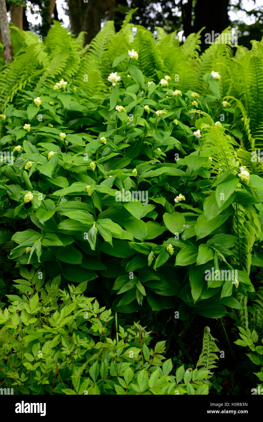 Smilacina racemosa hi-res stock photography and images - Alamy