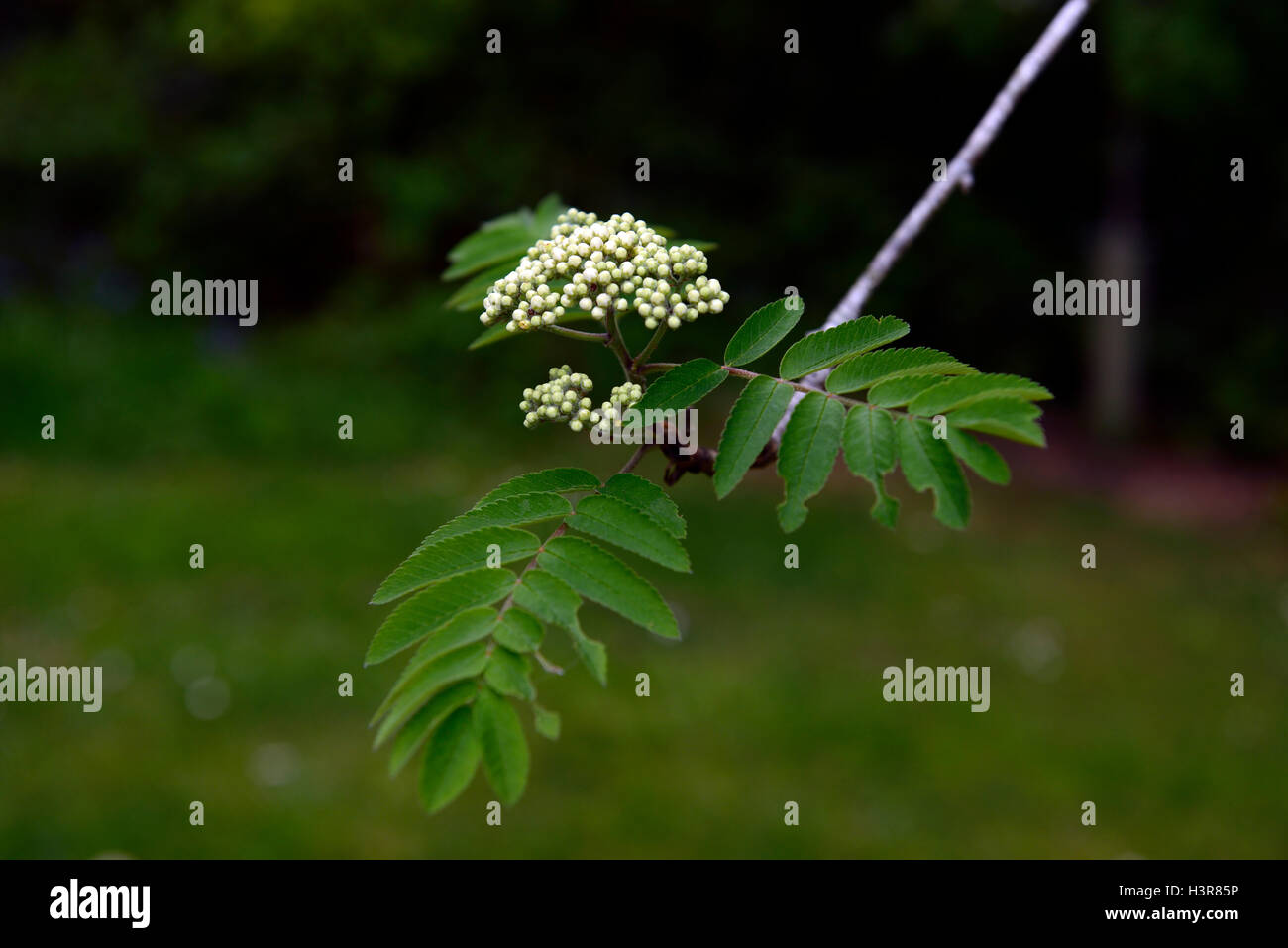 Sorbus aucuparia sheerwater hi-res stock photography and images - Alamy