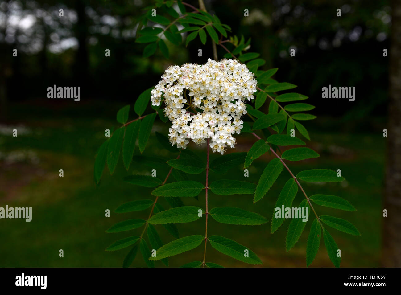 sorbus aucuparia sheerwater seedling white flowers berries mountain ash ...