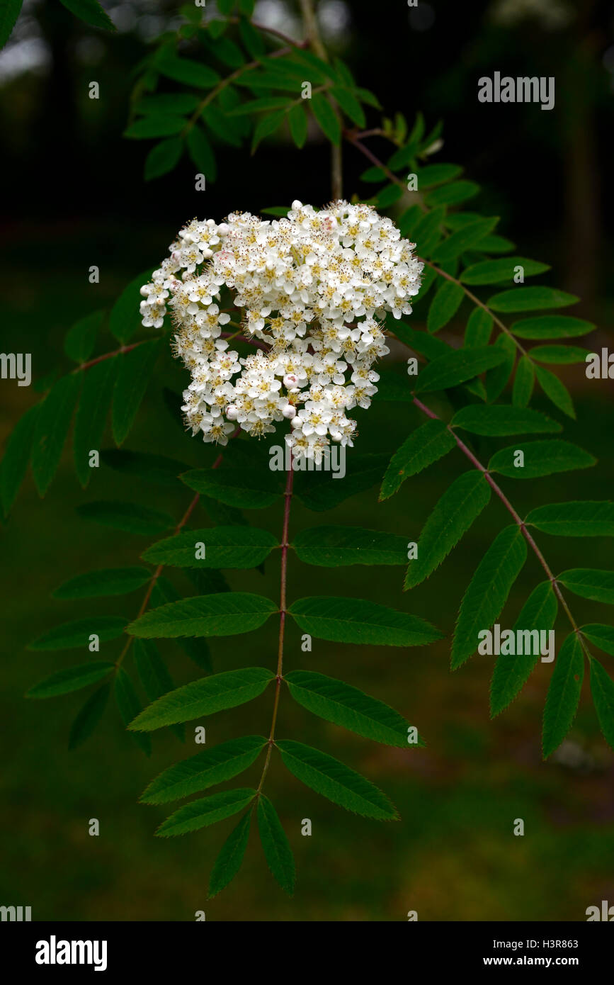 sorbus aucuparia sheerwater seedling white flowers berries mountain ash ...