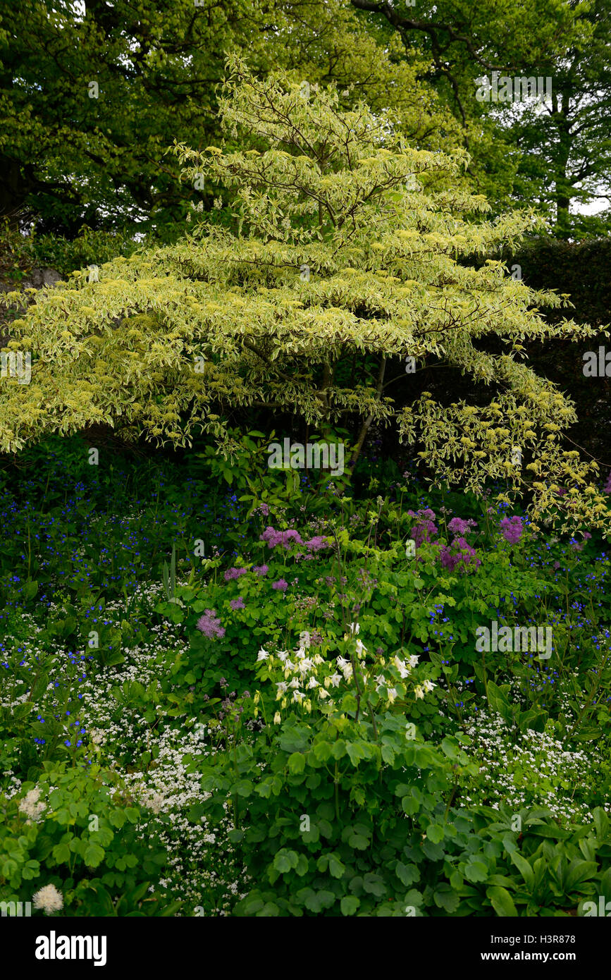white aquilegia hellebore brunnera aquilegia thundercloud cornus ...