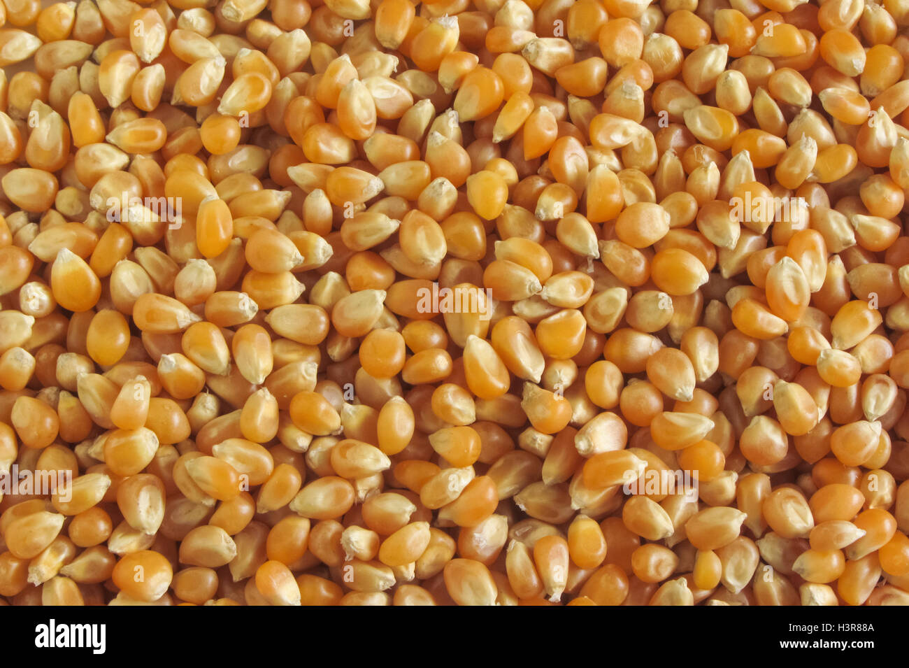 natural pop corn texture Stock Photo - Alamy