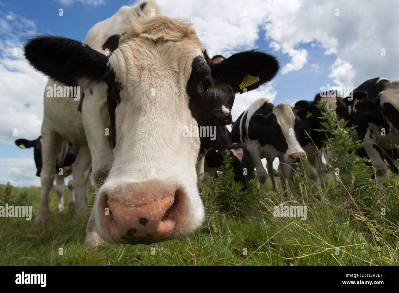 Farming cow cows close hi-res stock photography and images - Alamy