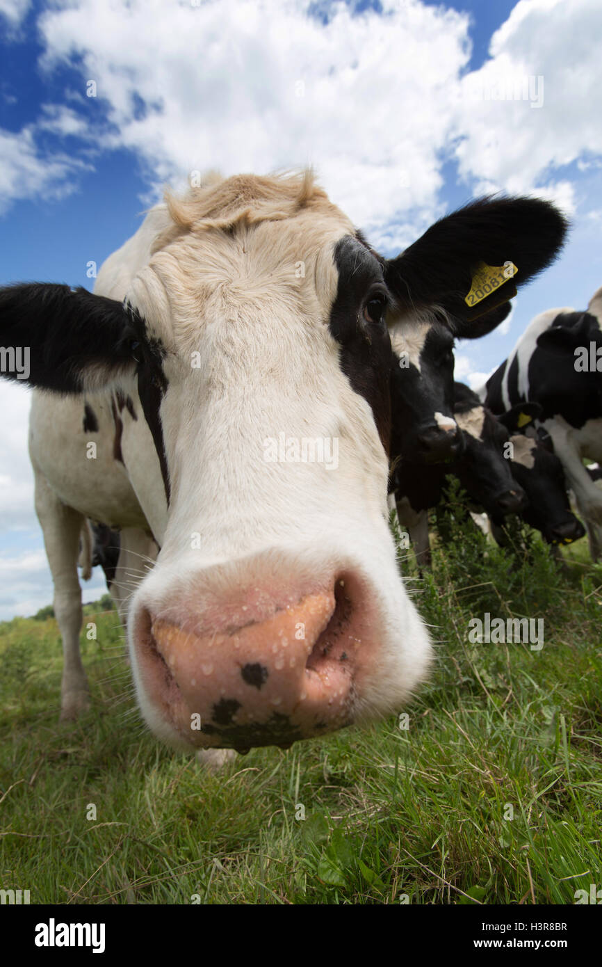 Farming cow cows close hi-res stock photography and images - Alamy