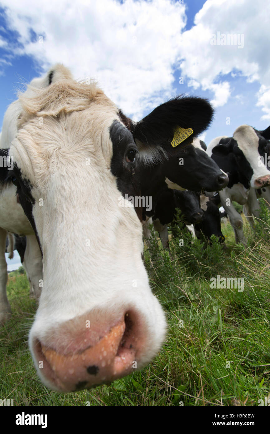 Farming cow cows close hi-res stock photography and images - Alamy