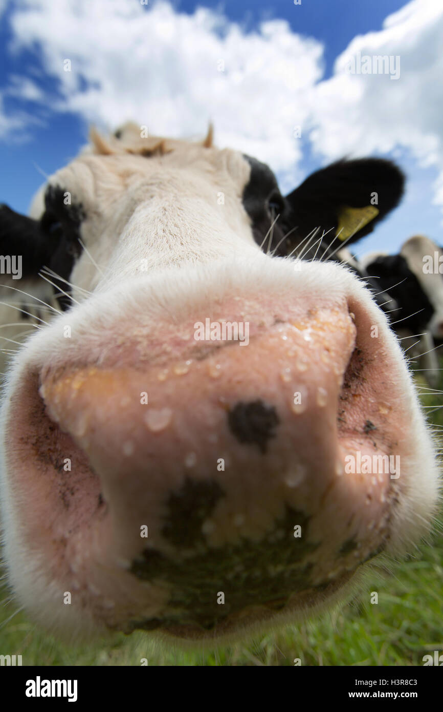 Farming cow cows close hi-res stock photography and images - Alamy