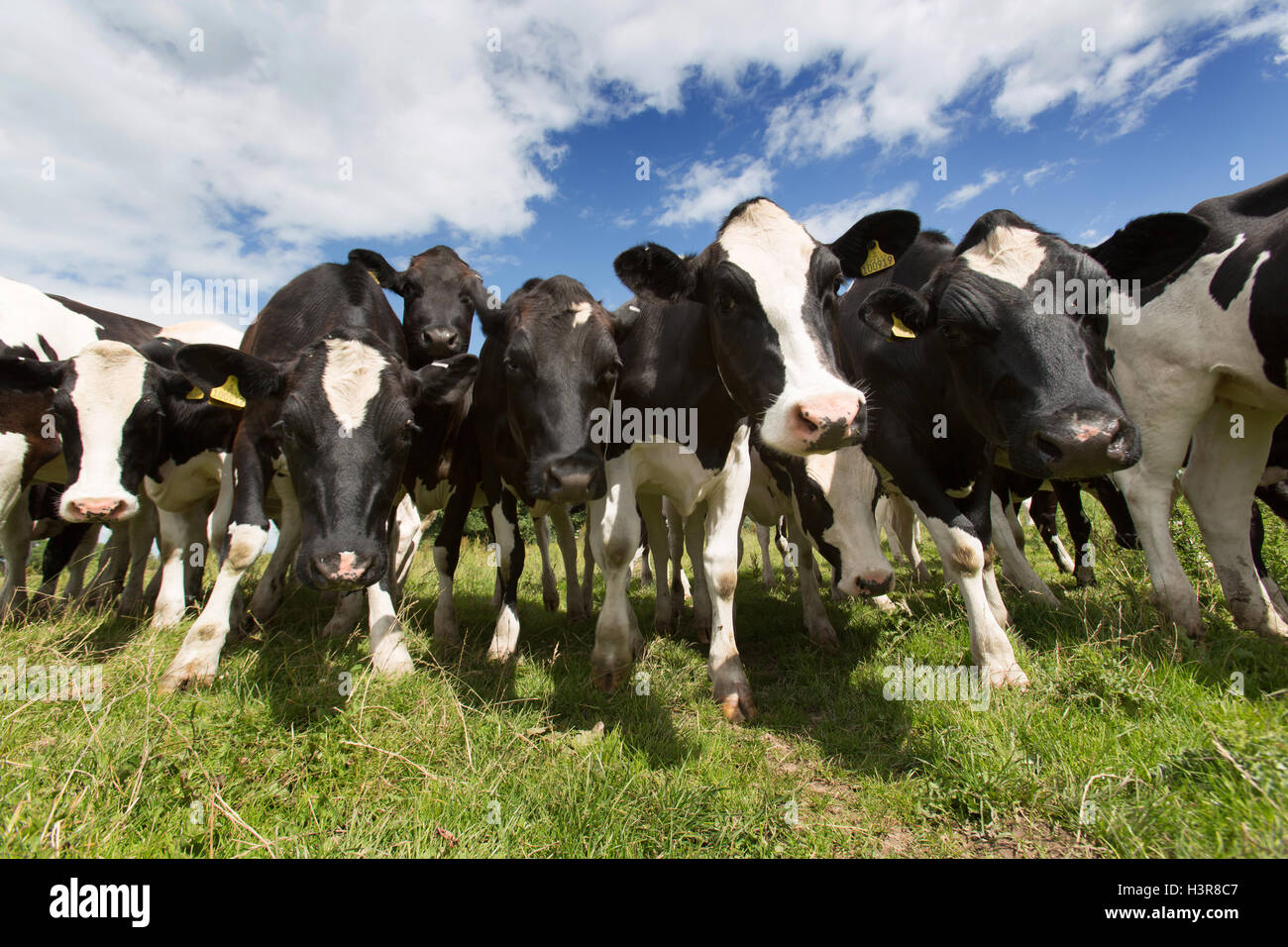 Low angle view of a herd of dairy cows in a Welsh field Stock Photo - Alamy