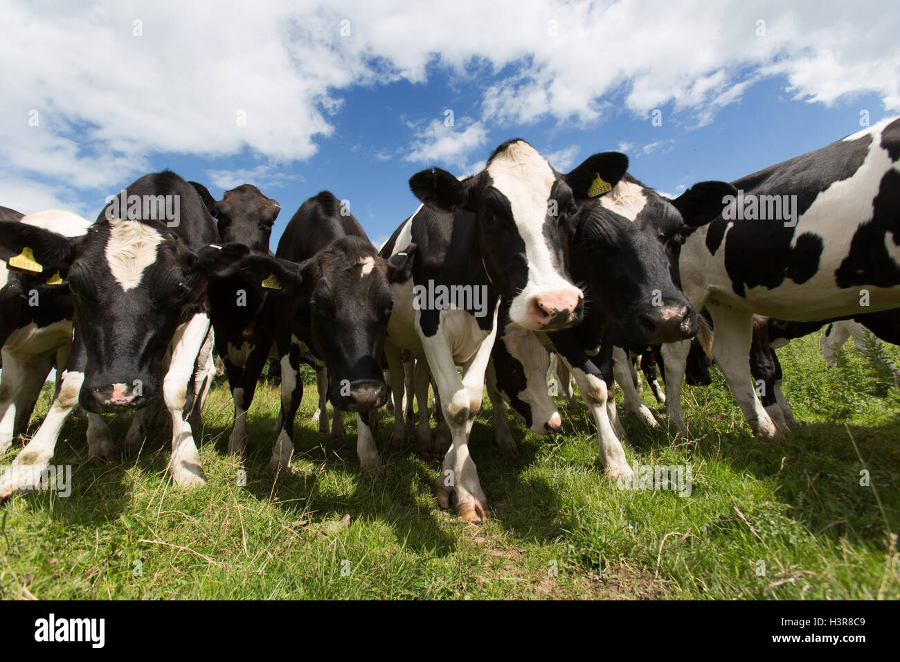 Low angle view of a herd of dairy cows in a Welsh field Stock Photo - Alamy