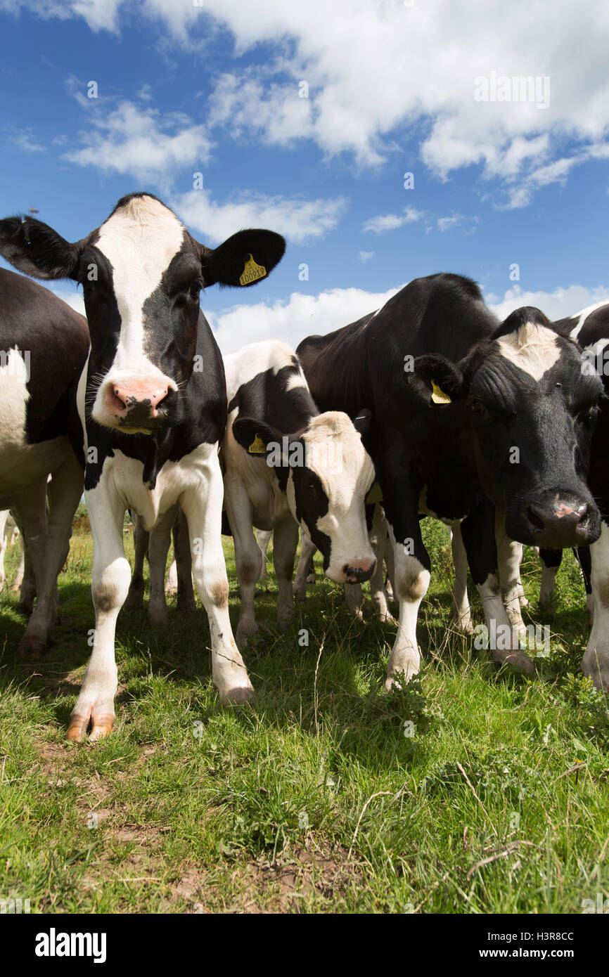 Images of cows hi-res stock photography and images - Alamy