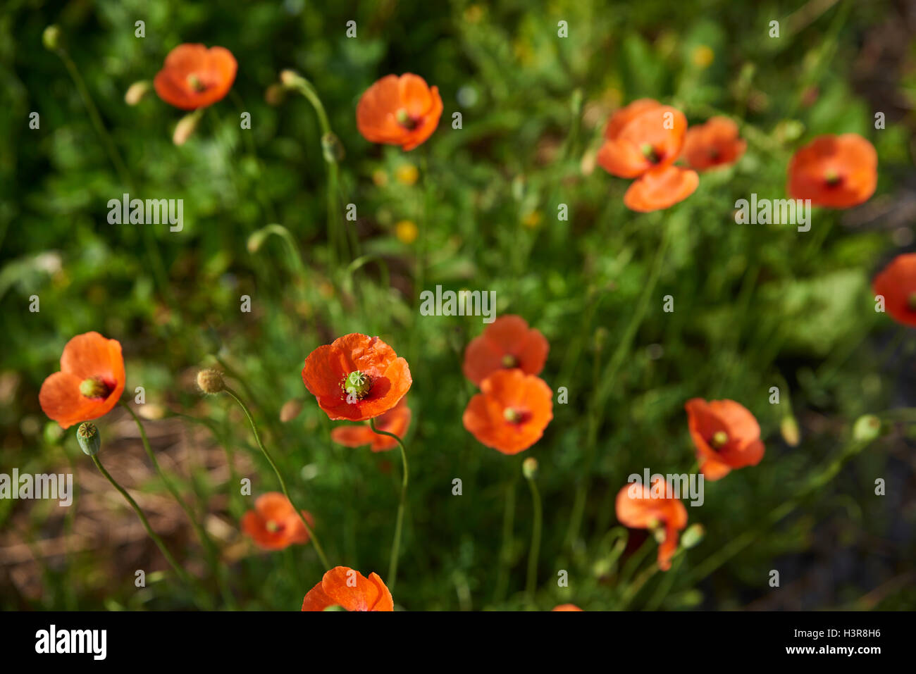 Orange poppys hi-res stock photography and images - Alamy