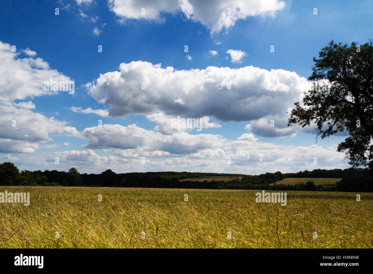 Wheat growing in a field in the Chilterns, England Stock Photo - Alamy
