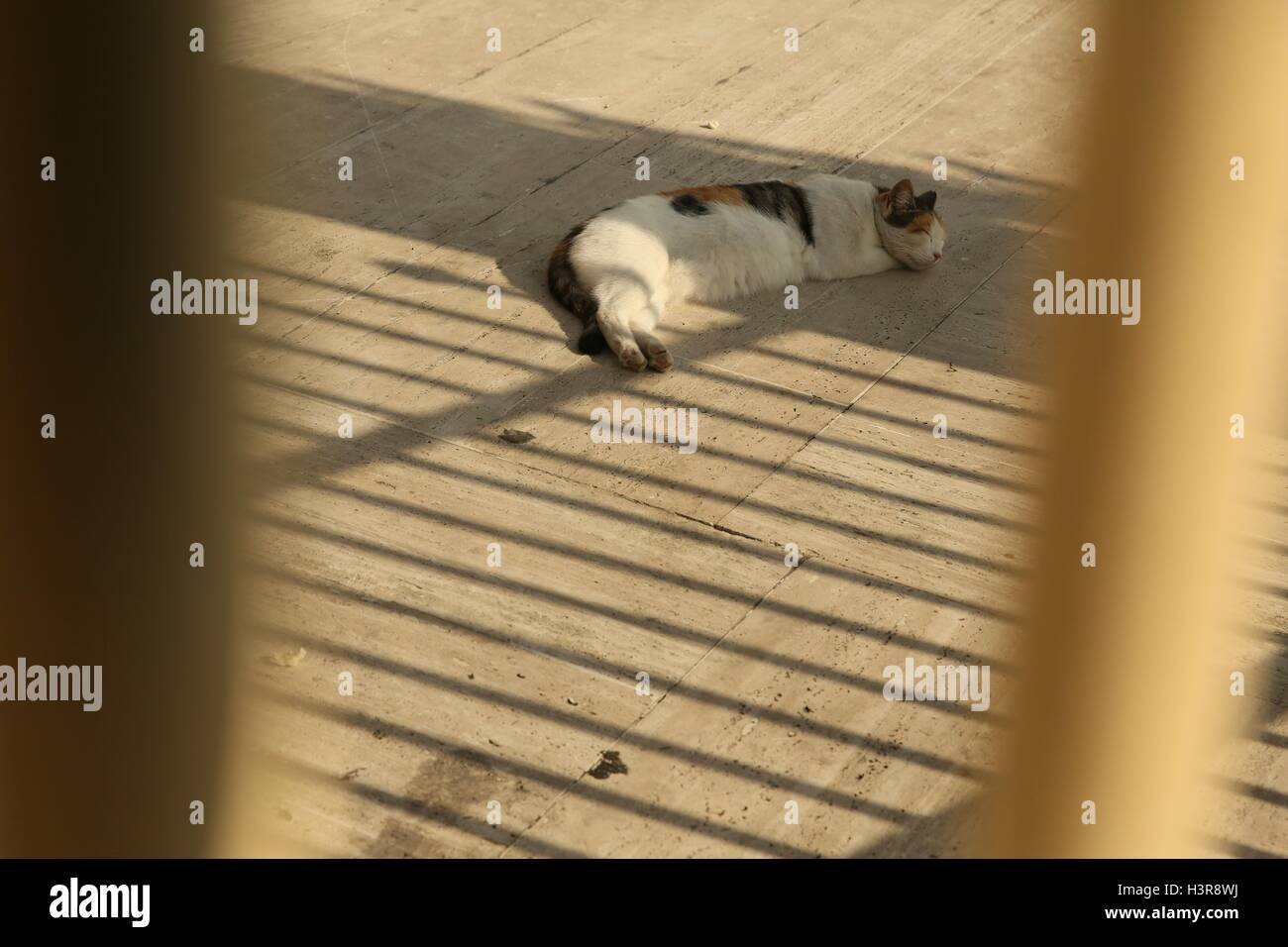 Lazy at rest hi-res stock photography and images - Alamy