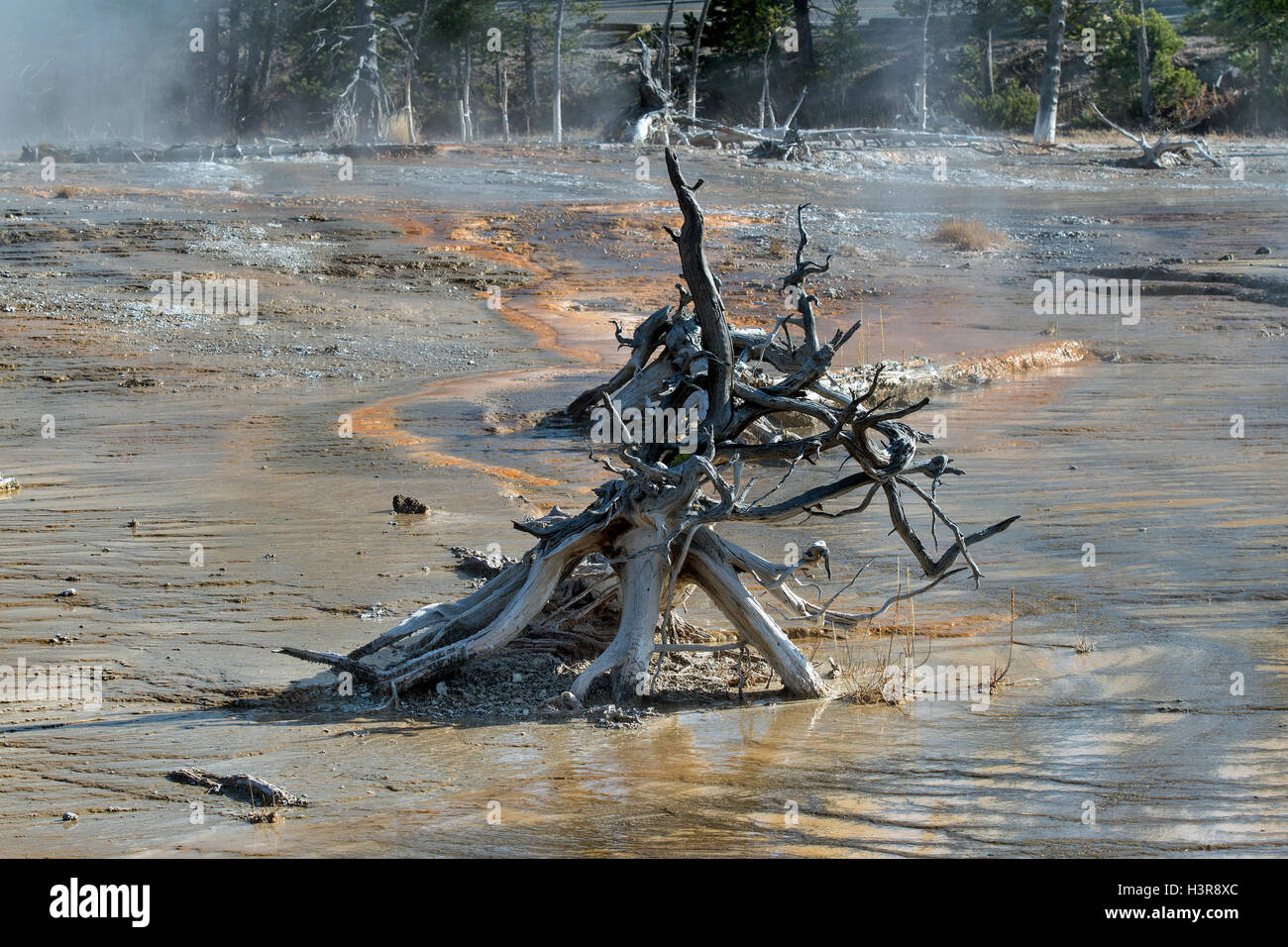 Calcified trunks hi-res stock photography and images - Alamy