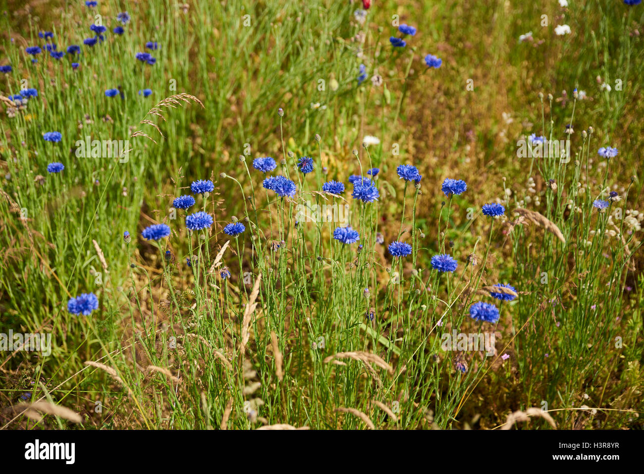 The wild fields hi-res stock photography and images - Alamy